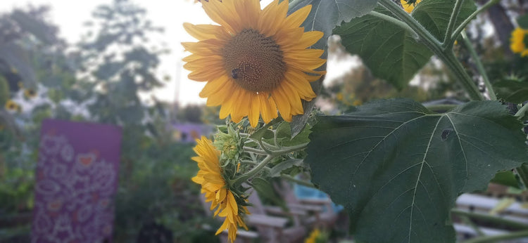 Star Farm Chicago - Urban. Organic. Love